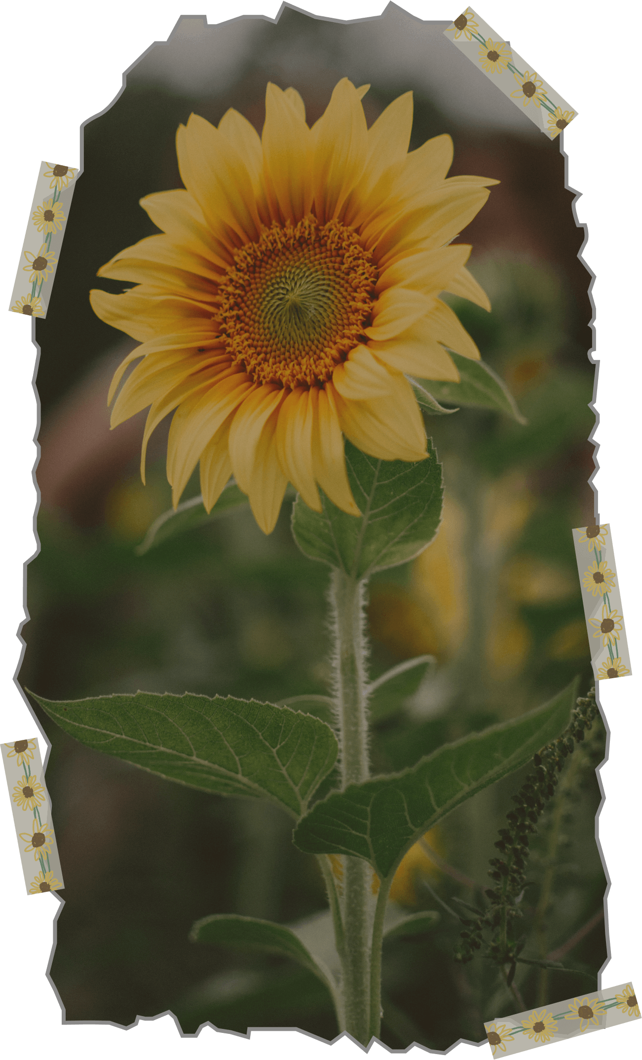 Helianthus